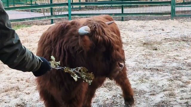 У нас снова сногсшибательная новость! В зоопарке новый питомец – шотландская корова Хайленд!