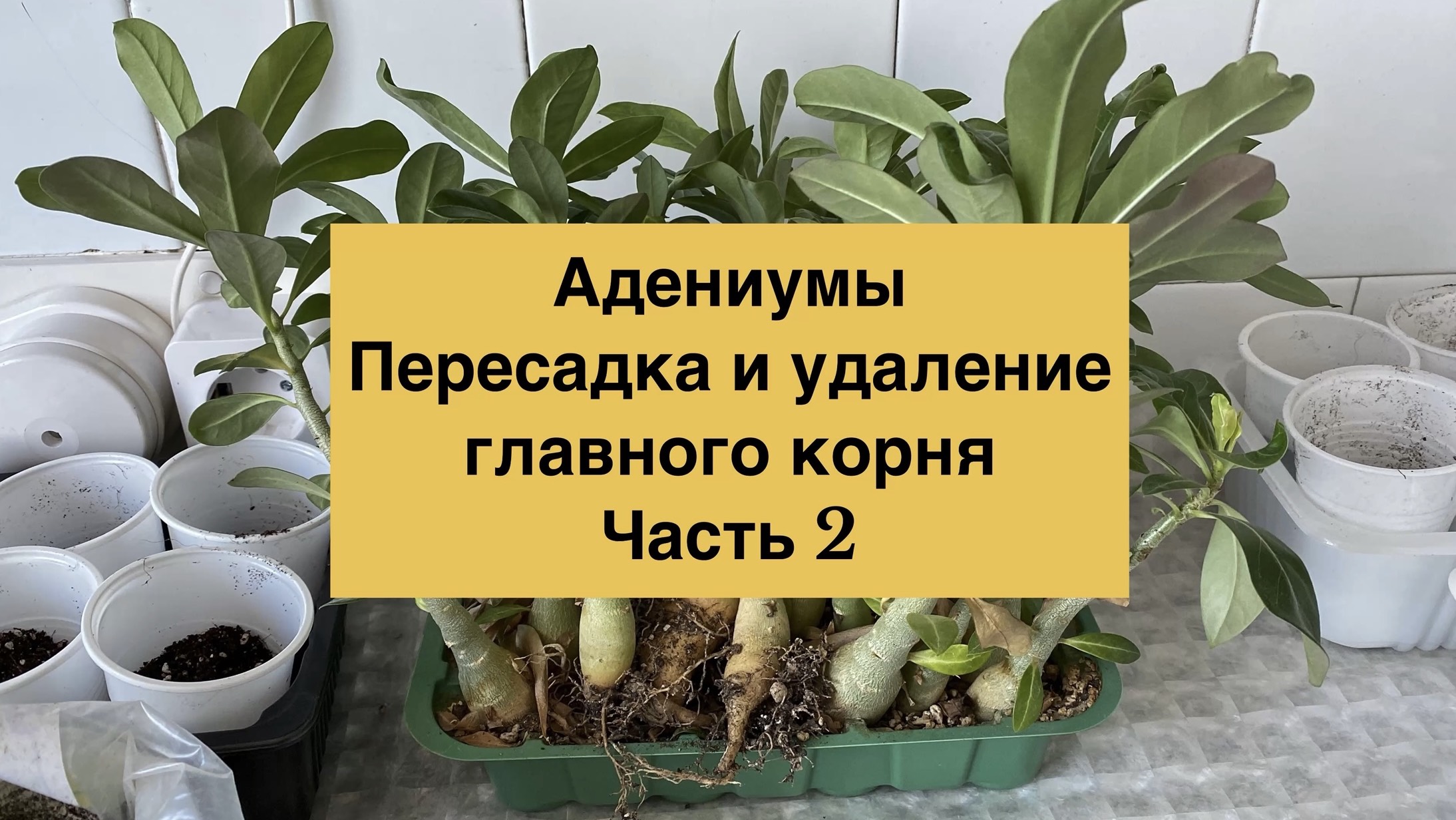 Удаление главного корня и пересадка адениумов. Часть 2. 19 января 2026 г.