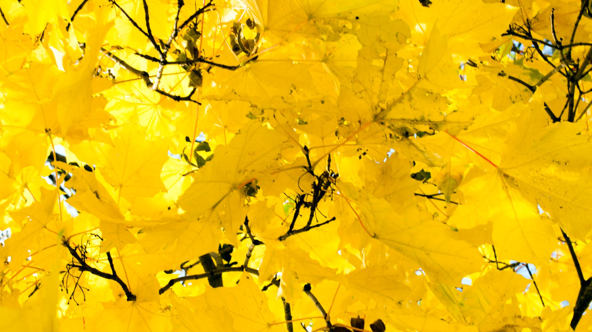 Шур_шур_ша  .Караокэ