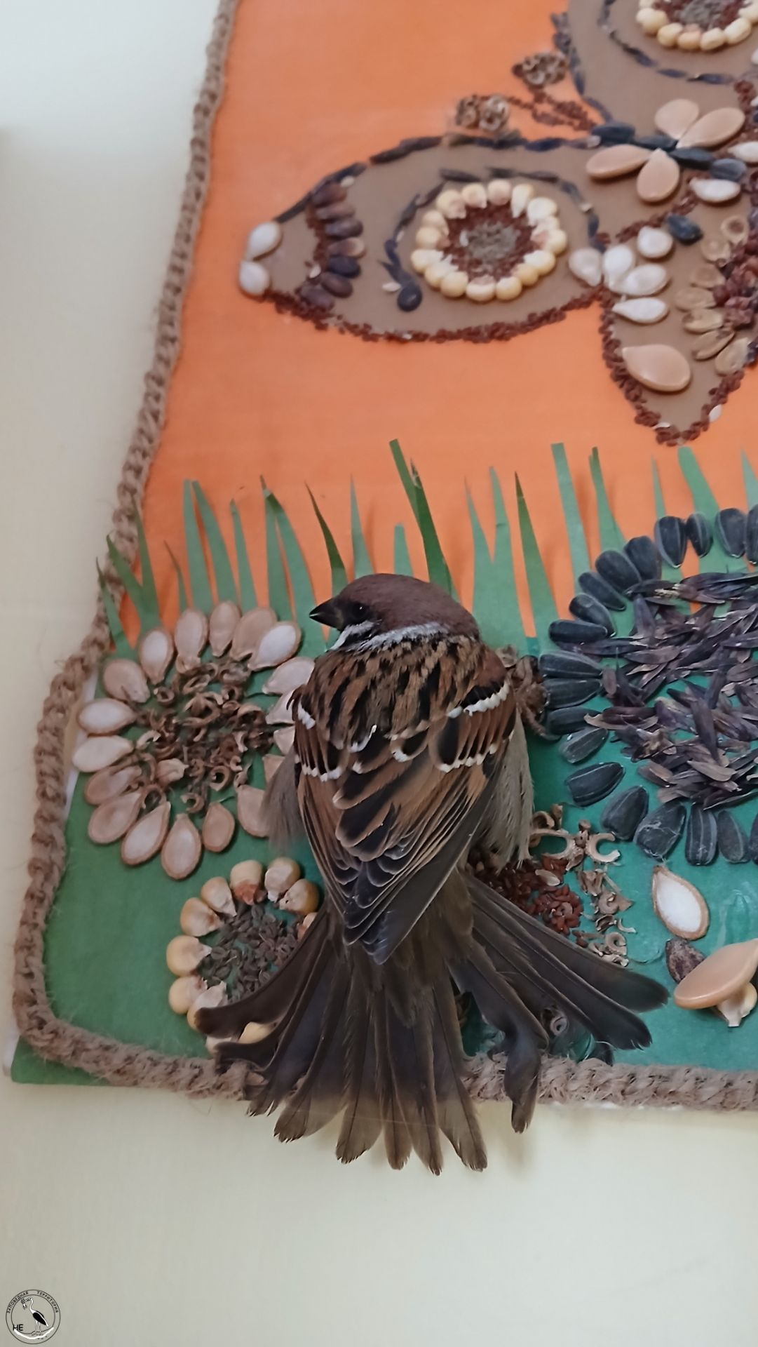 Полевой воробей нашел зерно