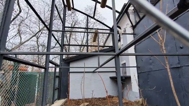 ⚡Рубрика #Красная_Книга📕   Вид – Восточный колобус.