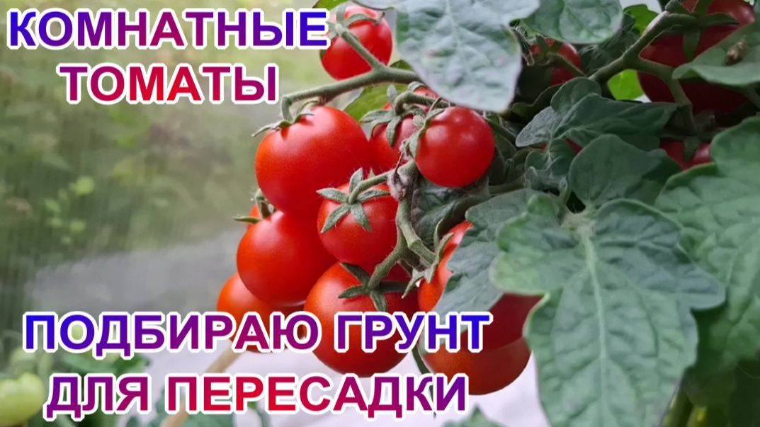 Собралась пересаживать ТОМАТЫ.Подбираю ГРУНТ.Разбираю запасы