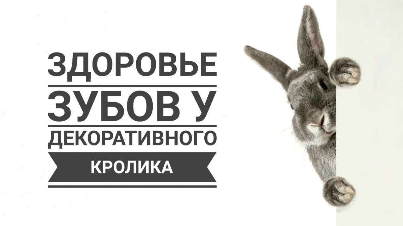 Здоровье зубов декоративных кроликов