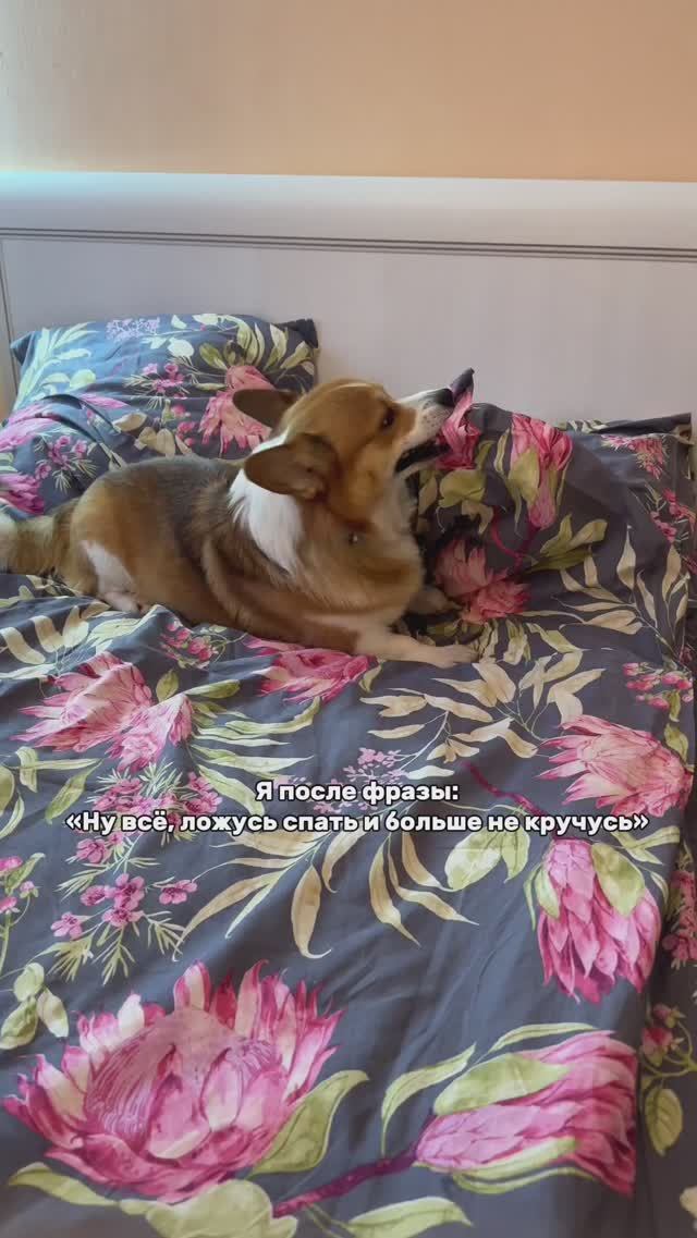 Проверка на прочность и уют пройдена! #коржмарти #корги #смешныеживотные