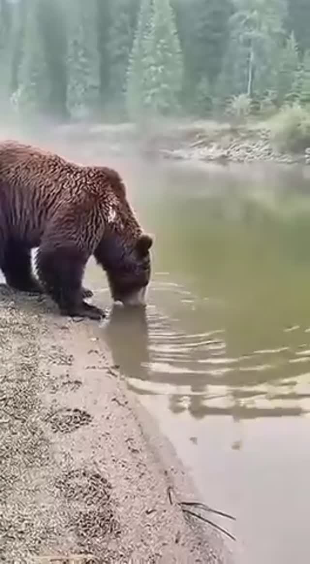 Сом Нападение на медведя