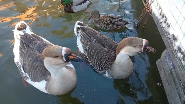 Утки в зимнем пруду возле Лама-парка в Уфе