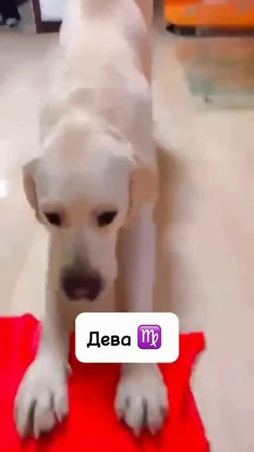 танцуют и веселятся 😂
