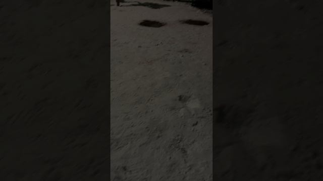 Вышли ночью подышать с Рыжиком.