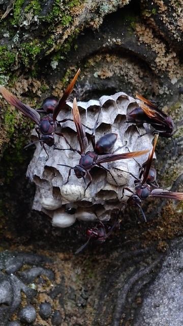 осиное гнездо