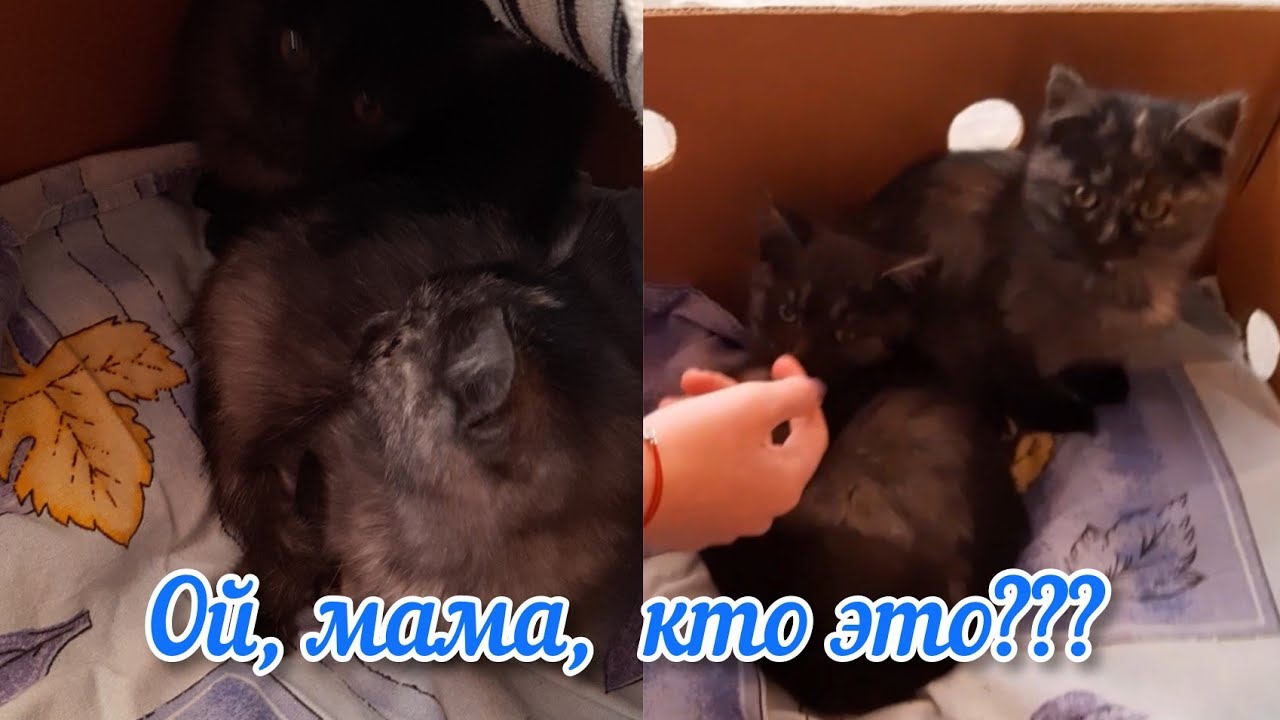 VLOG Воспоминание 2021г. Утренний сюрприз под дверью.  Готовим голубцы.