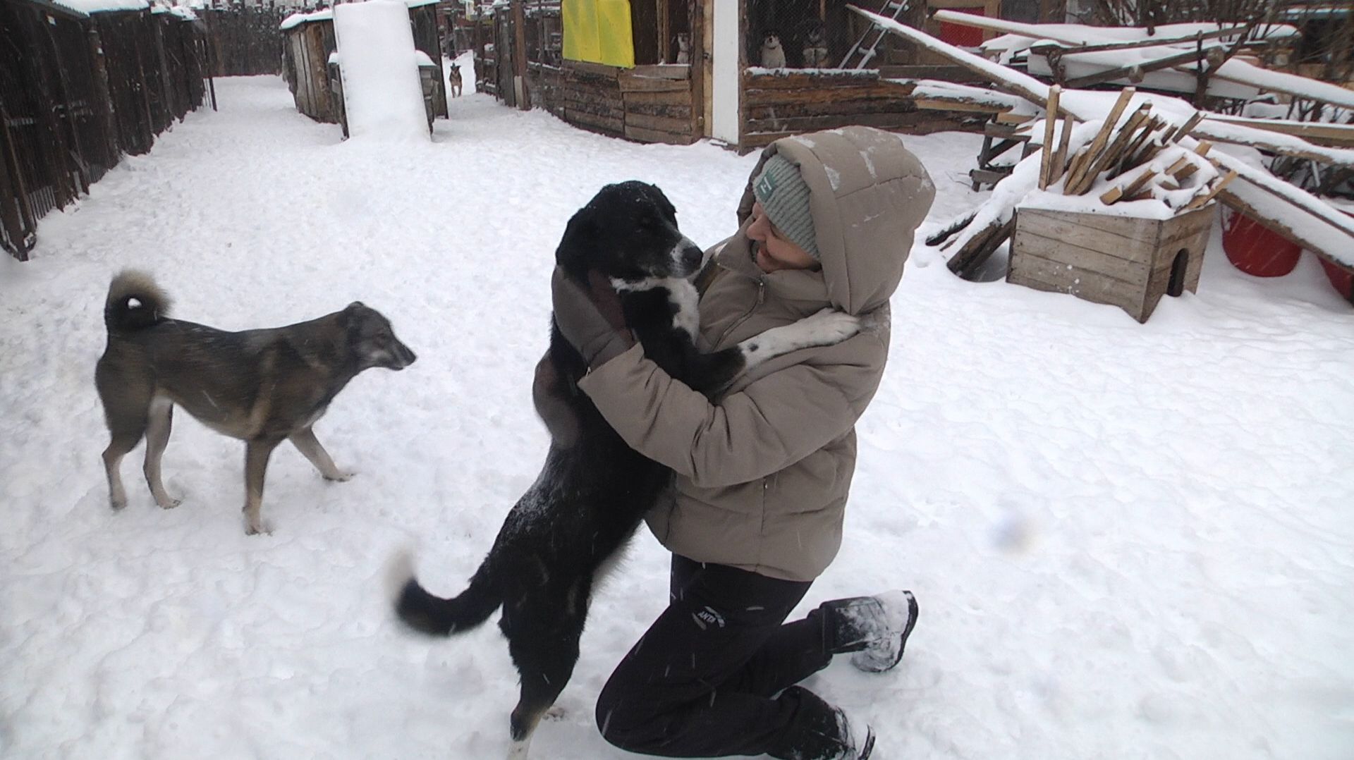В Кургане спасают подстреленных животных и ищут новый дом брошенным кошкам и собакам
