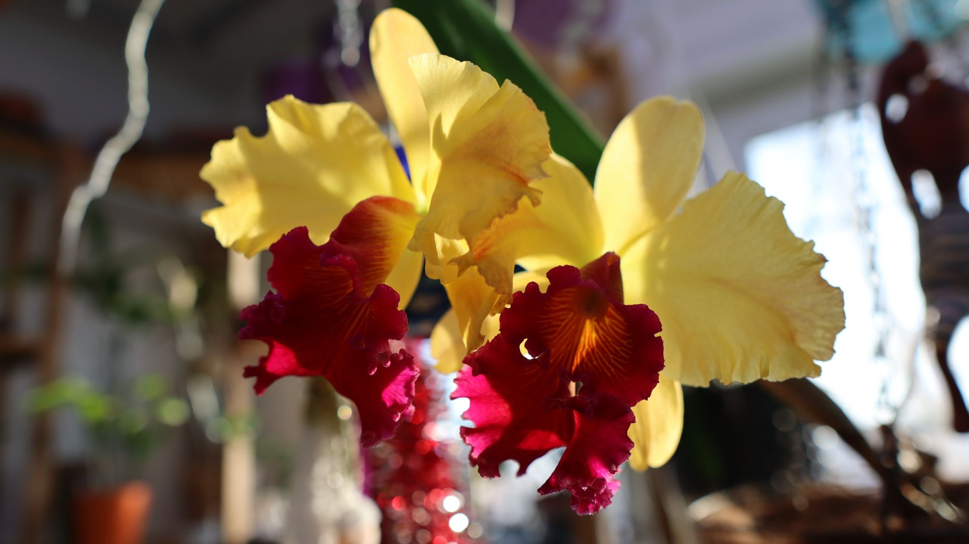 2026! За окном январский мороз а в доме цветут тропические орхидеи.