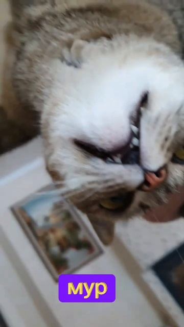 Кот тюлень😁🐈❤️