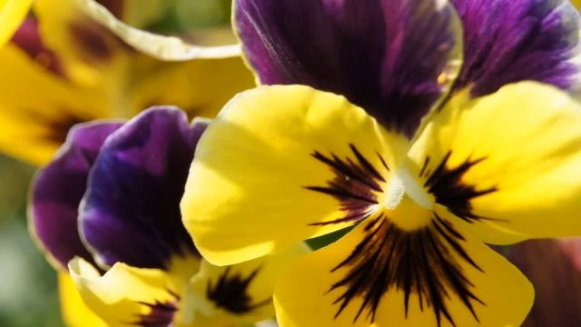 КОМЕДИЯ РОК  Анютины глазки!))