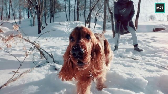 Один морозный день Москвы | О Москве с любовью