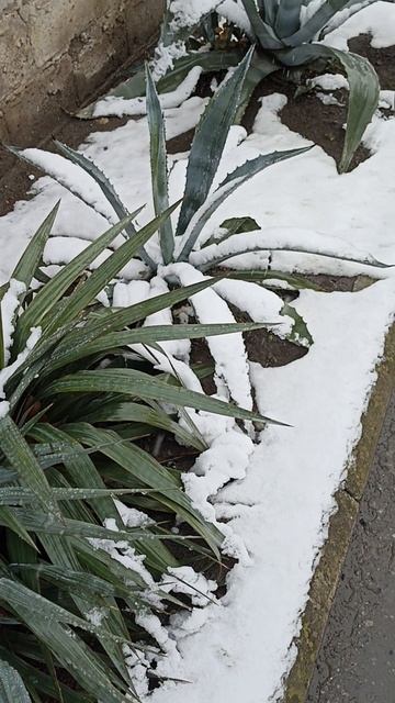 Снег в Рустави 2026 (Грузия)