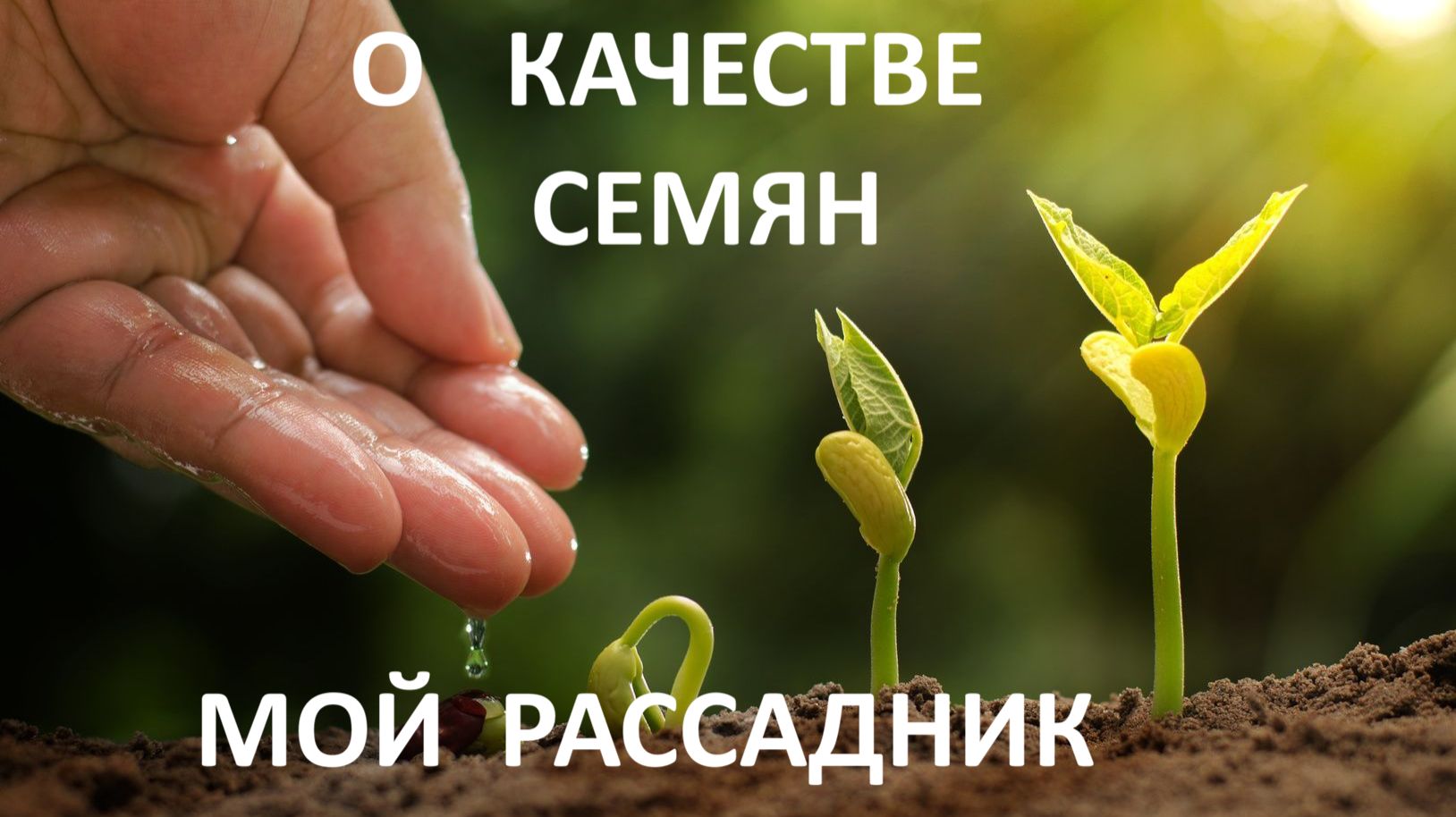 Качество семян! Мой рассадник. Рассуждаю и показываю.