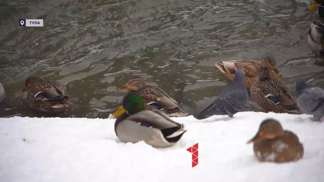 В Туле фиксируют аномальный прирост уток.