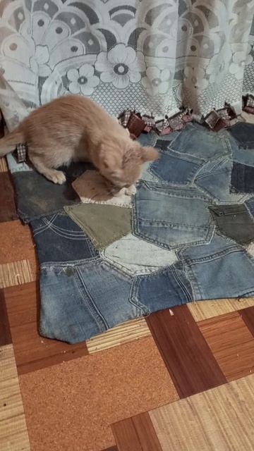 Кот барсик