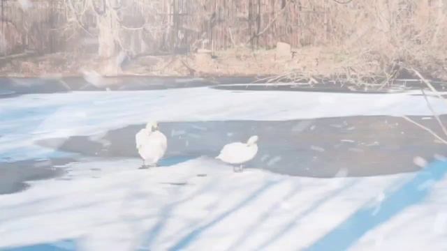 Озера и водоплавающая птица Ростовского зоопарка