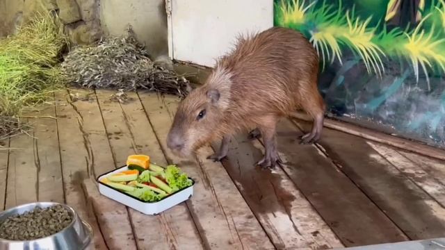 🎄 Опекуны наших животных не забывают о своих подопечных даже во время праздников!