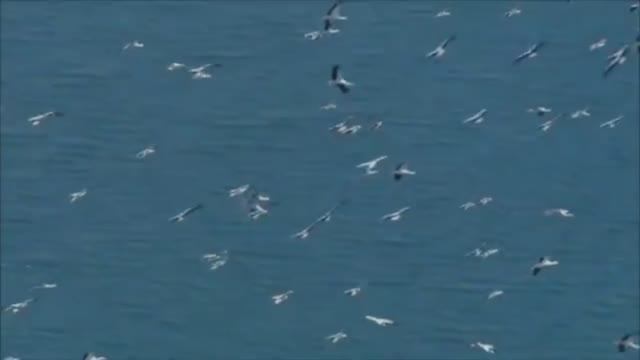 Птицы и море. Сергей Чекалин. Birds and the Sea. Sergey Chekalin