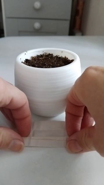 Посадка семян Росянки Геркулес