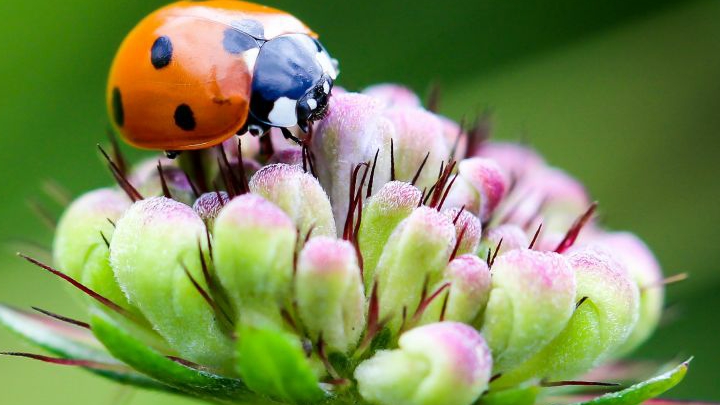 почему божья коровка так называется 🐞