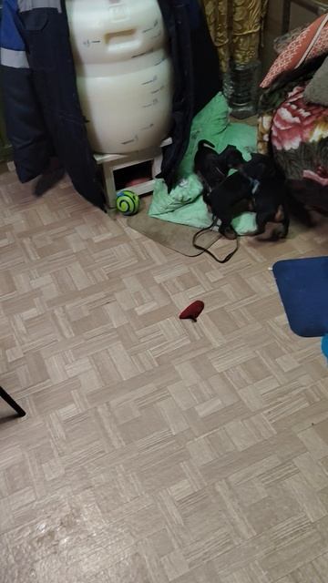 2026.01.19. Щенячьи игры.