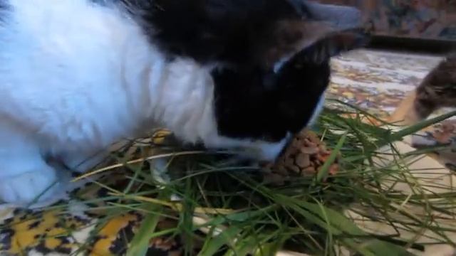 Пранкуем котов