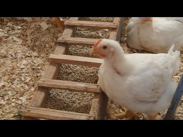 Цыплята Бройлеры, Подводим Промежуточные Итоги 32 Дня