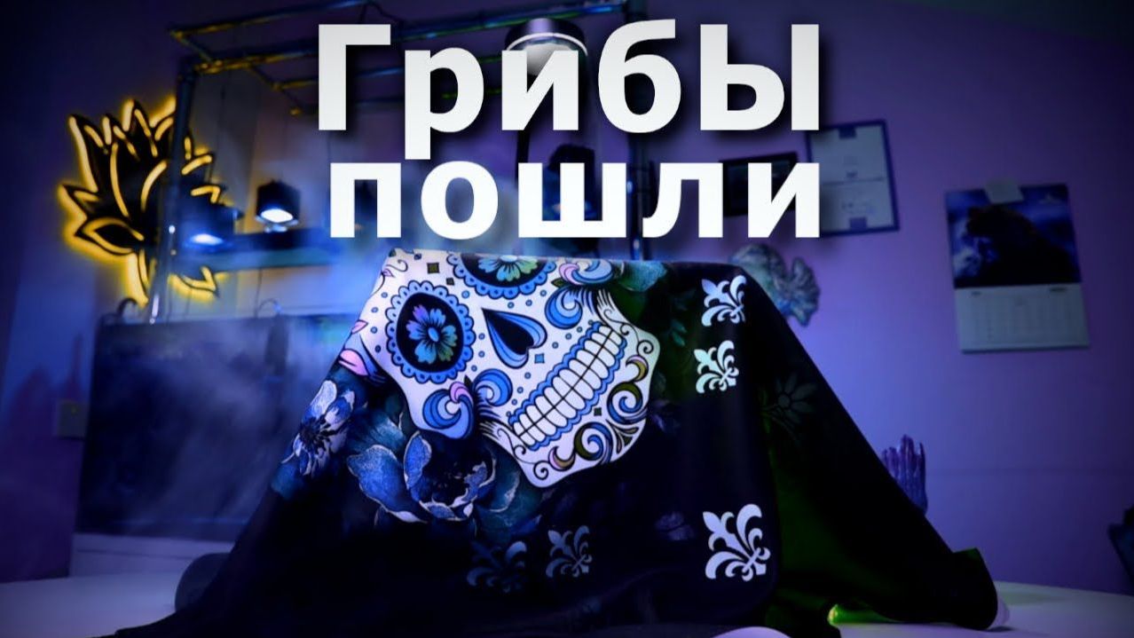 Выращивание грибов в домашних условиях. Шампиньоны for all