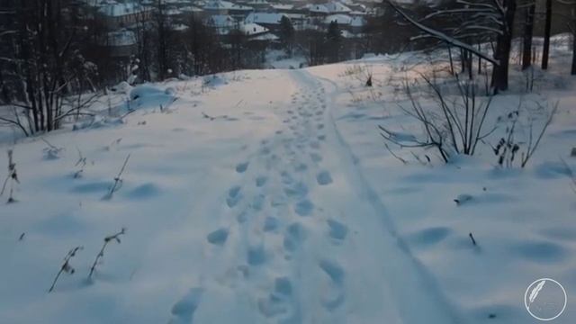 СНЕЖНАЯ ТРОПИНКА