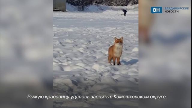 К рыбакам за уловом во Владимирской области наведалась лиса