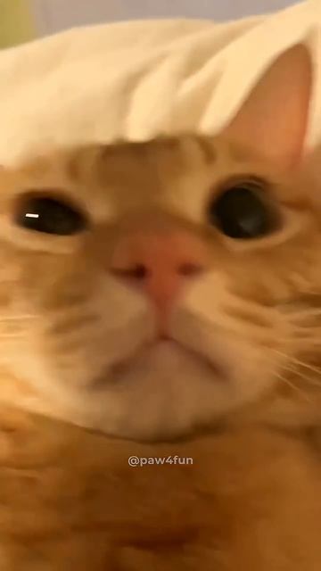 Кото шалости 😼