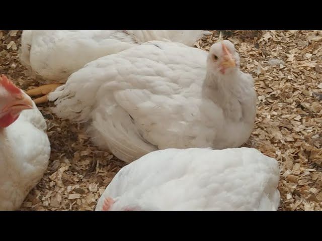 Прямой Эфир. Бройлеры 45 Дней. Контрольное Взвешивание