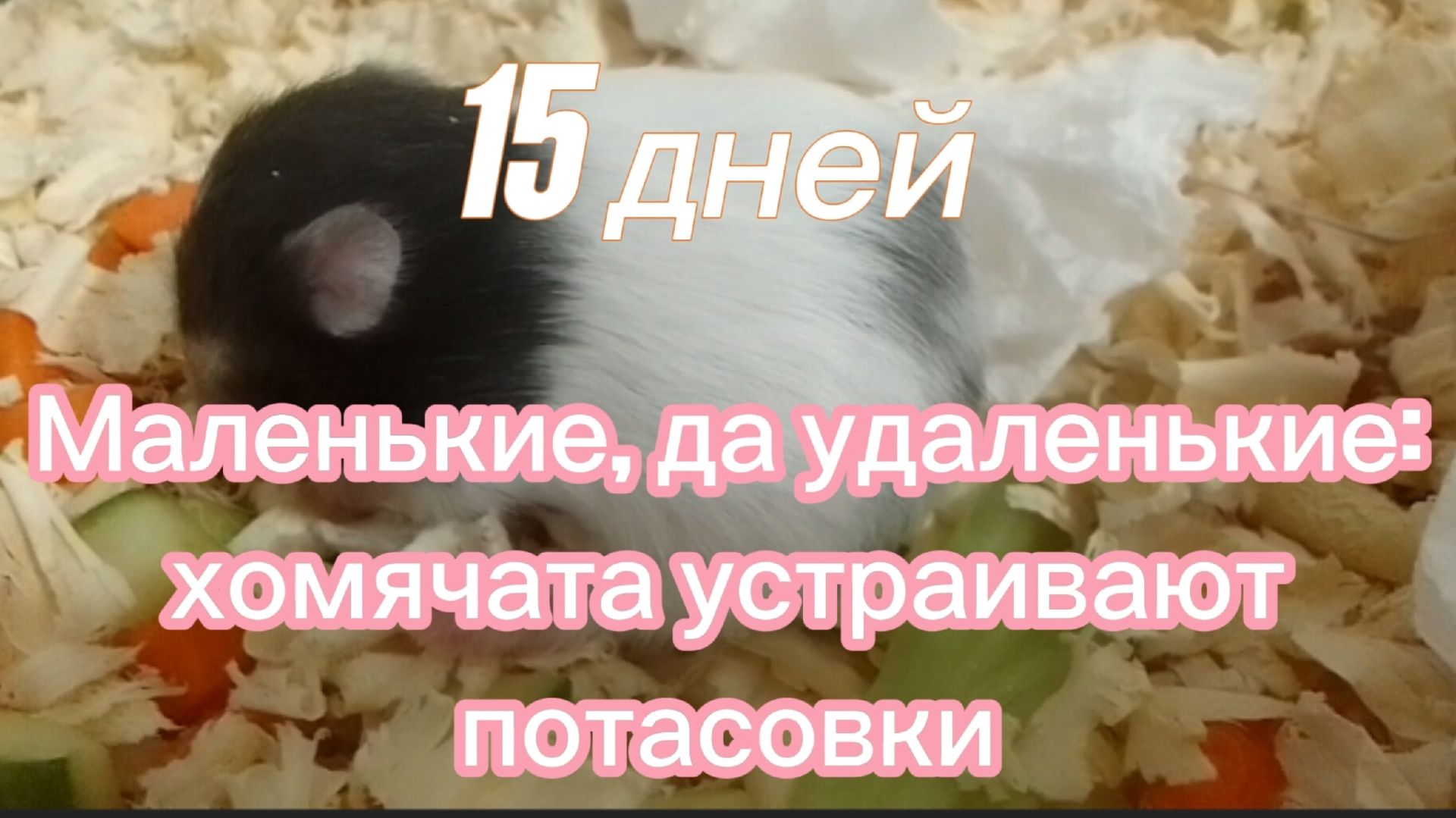 Хомячкам 15 дней. Малышня выясняет отношения. #хомяки #сирийскиехомяки #hamster pets