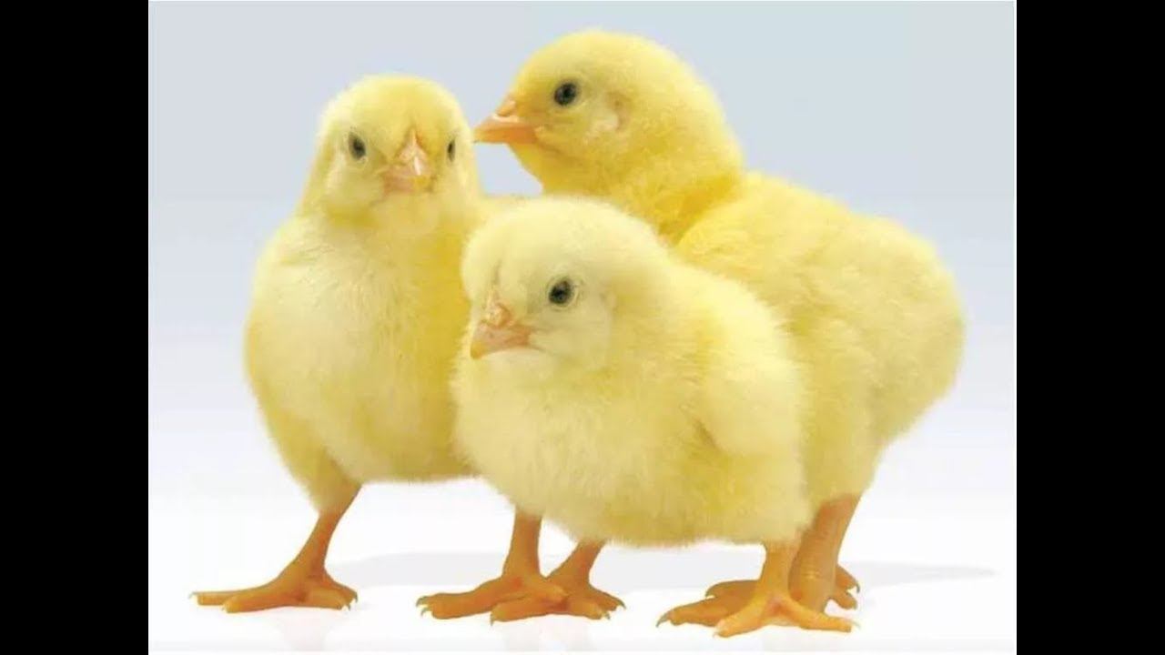 Стрим | Бройлеры первые сутки | Заселение цыплят и адаптация. 2020 весна