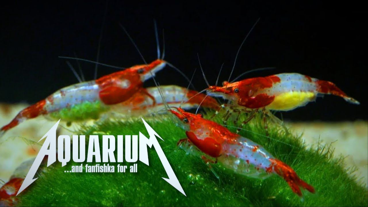 Креветка рилли for all