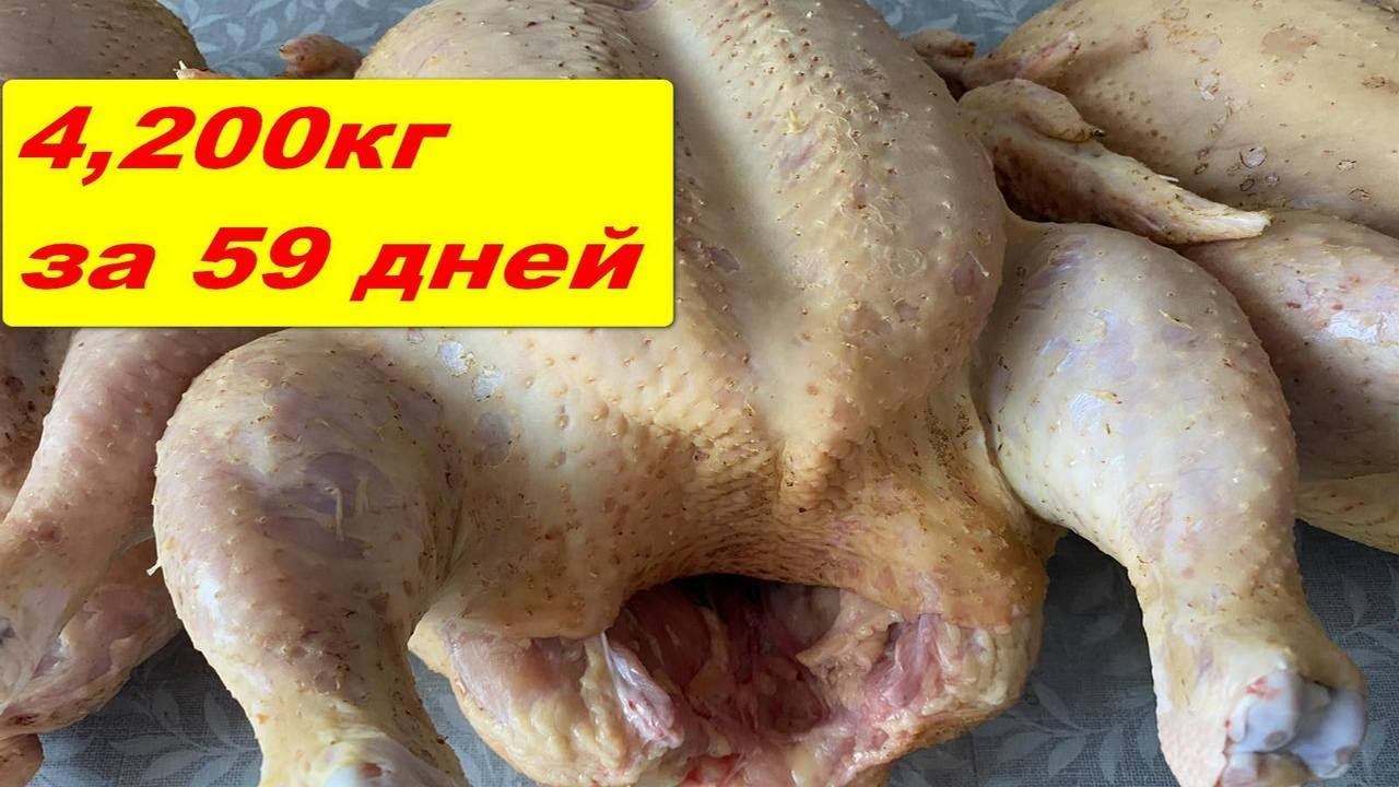 Каких Бройлеров я вырастила к двум месяцам, шикарные бройлеры в домашних условиях