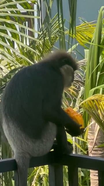Подкармливаем обезьянок на Шри-Ланке фруктами и печеньем