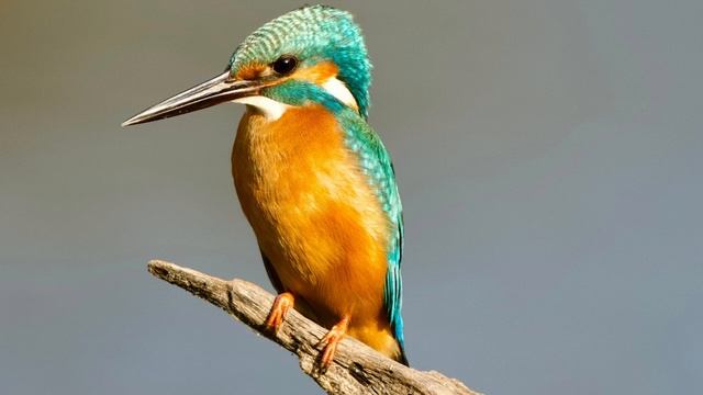 10  2026_01_17_Обсуждение_Уроки_Вечного_Евангелия_Тема_3_Весть_К_Лаодикийской