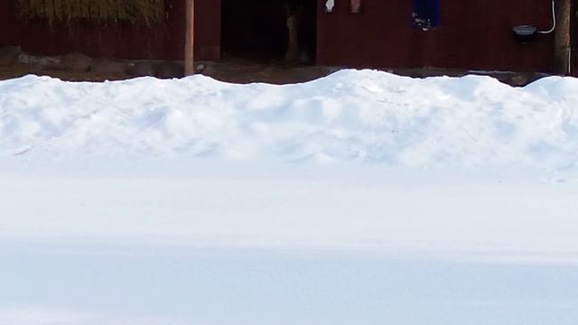 Московский зоопарк. Гуанако.