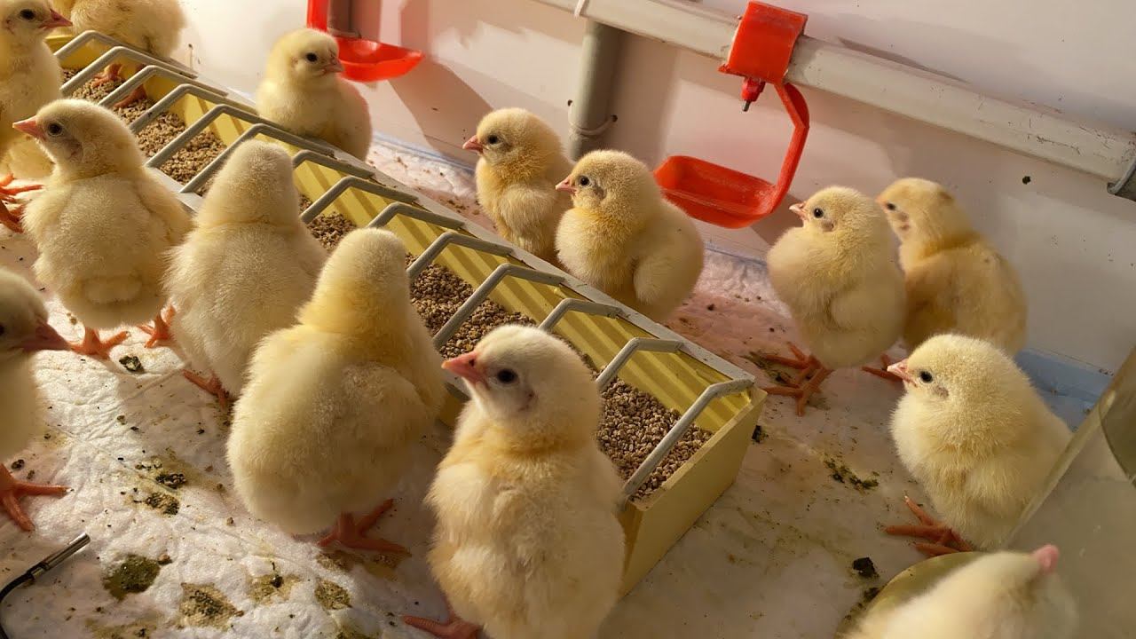 Бройлеры 2021: первые часы после приезда цыплят (прямой эфир)