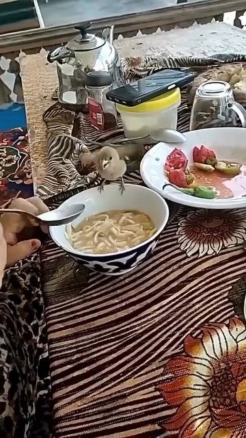 Воробей ест суп