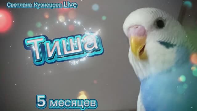 Попугайчику Тише 5 месяцев.