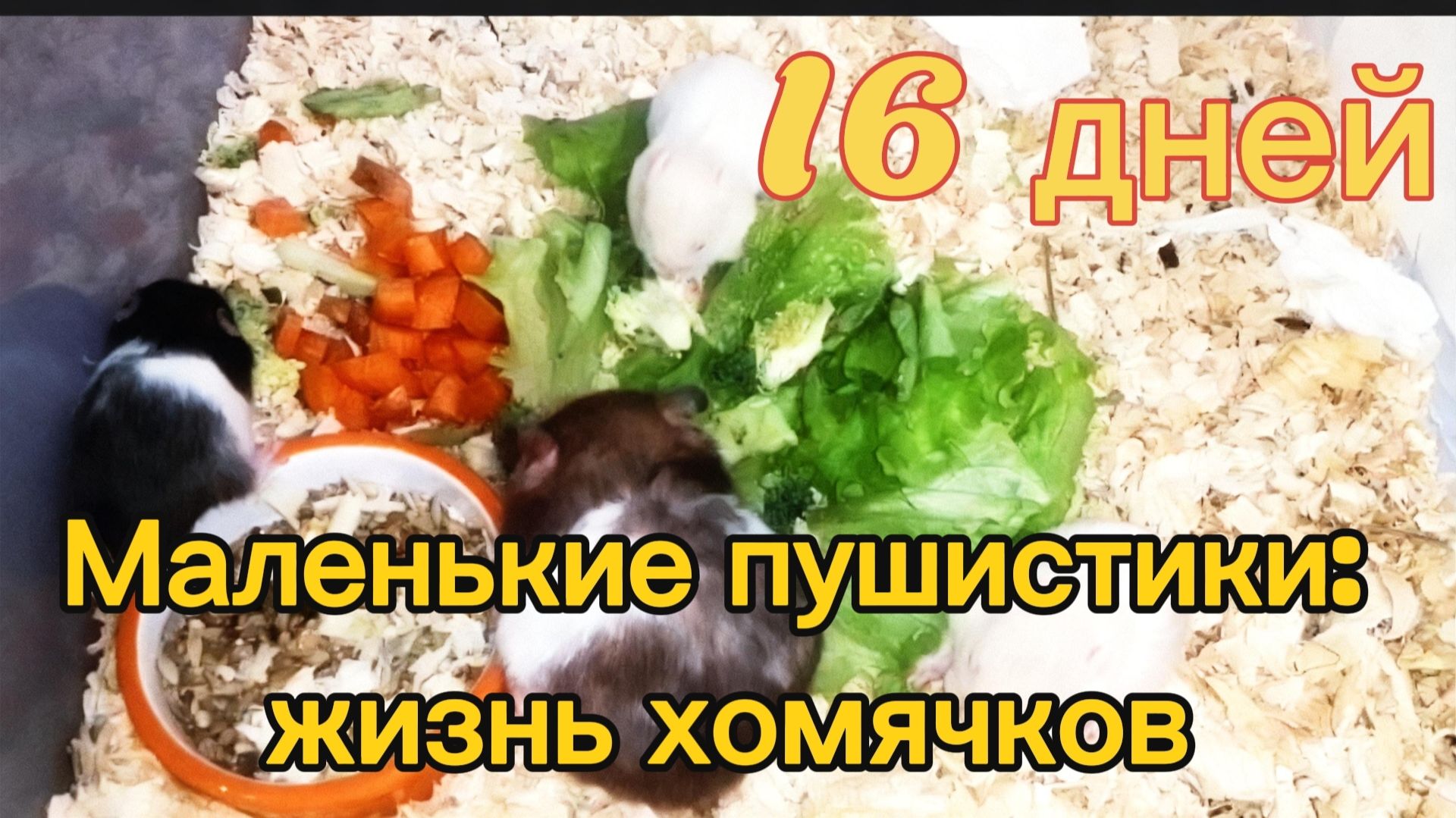 16 дней хомячкам. Маленькие пушистики: жизнь хомячков. #хомяки