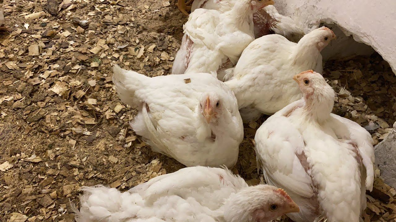 Прямой эфир Осенний выводок бройлера