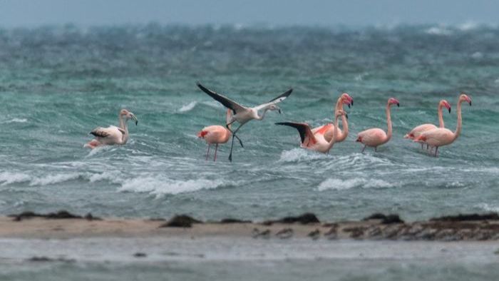 Фламинго ЁК, увы, одна Феодосия...