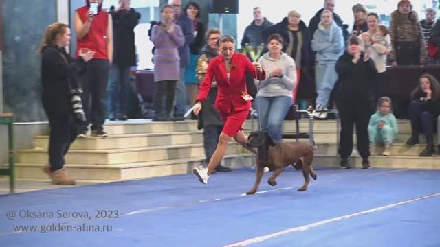 Баварская горная гончая FLUGGER LE CORNE ROYALE